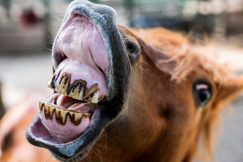 How Many Teeth Do Cows Have